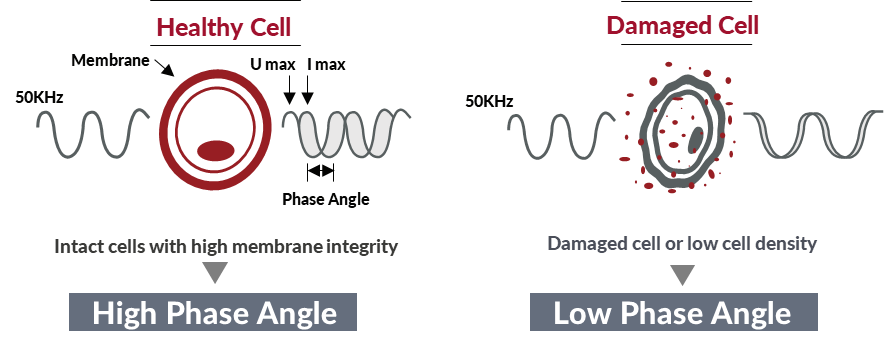 Phase Angle Explained | Normal Range, Clinical Significance & How to ...